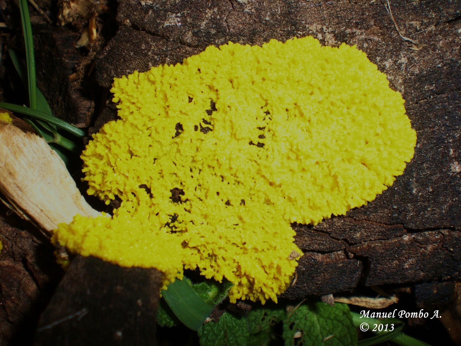 Un micólogo aficionado: Fuligo septica