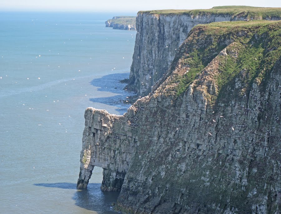 Brian Rafferty...Wildlife Photographer: Bempton Cliffs