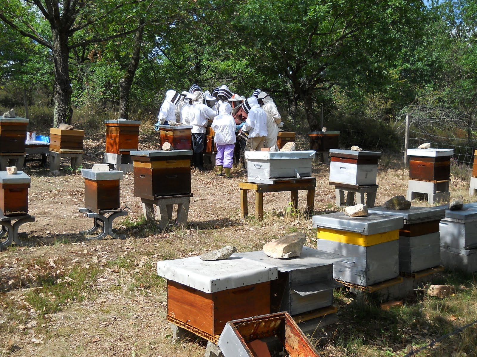 Rucher Ecole du Cheminot Section de Montluçon et sa région: Le rucher ...