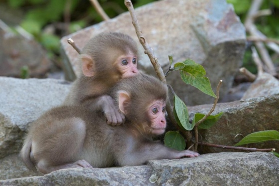 Monitos tiernos - Imagui