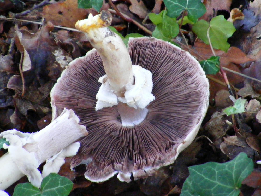 Loire Valley Nature: Yellow Stainer Agaricus xanthodermus