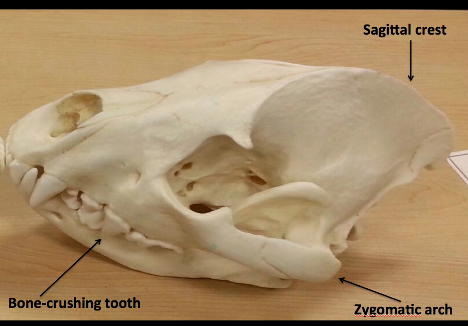Notes From Kenya: MSU Hyena Research: Educational Outreach