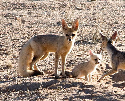 Synapsida: The Dog Family: Foxes of Africa