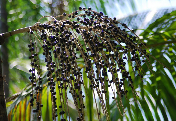 FRUTAS BRASIL: Glossario do Açaí