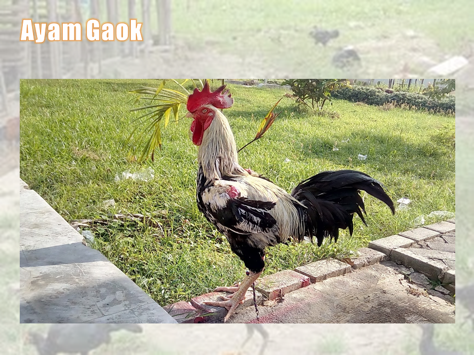 Keunggulan dan Kelemahan Budidaya Ayam Kampung