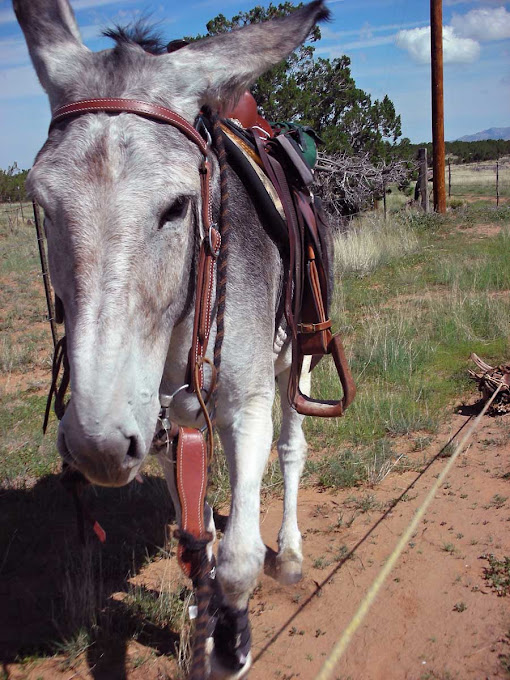 The 7MSN Ranch: Look what the donkey dragged in