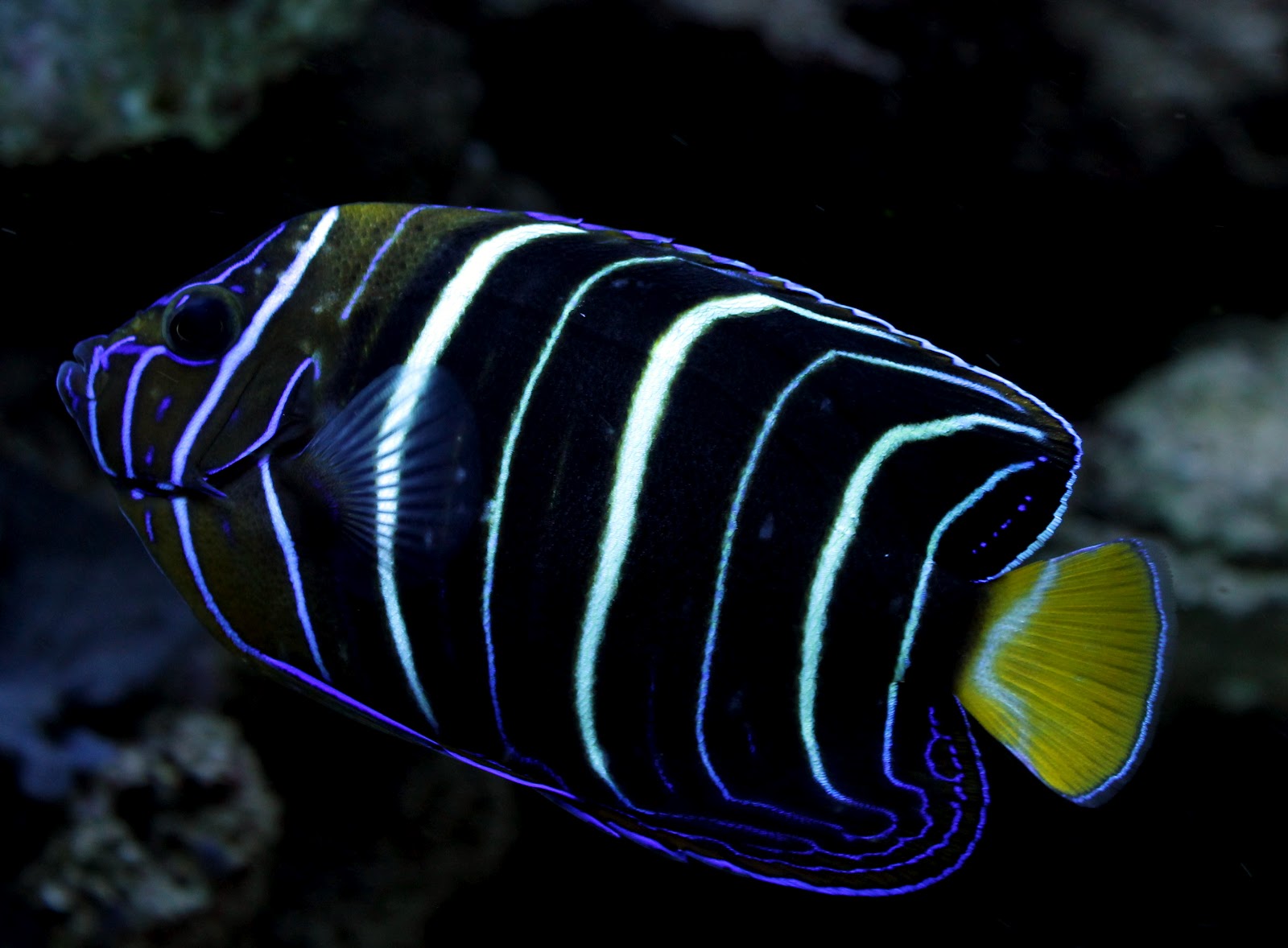 Howard`s Reef: Pomacanthus chrysurus