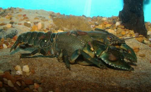 Euastacus Rieki ~ Crayfish | Crawfis | Huna | Lobster Galery