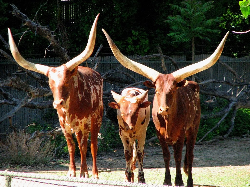 Cultural Safaris in Uganda: The Ankole culture - Cultura Safaris in Uganda