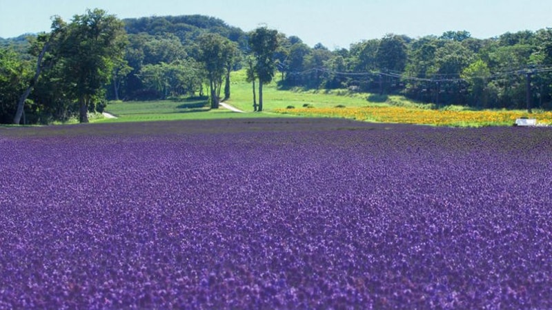Melihat Keindahan Bunga Lavender di Tambara Lavender Park dan Memetik ...