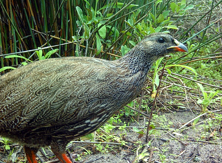 Remote Camera Trap - South Africa: Meeting The Francolins