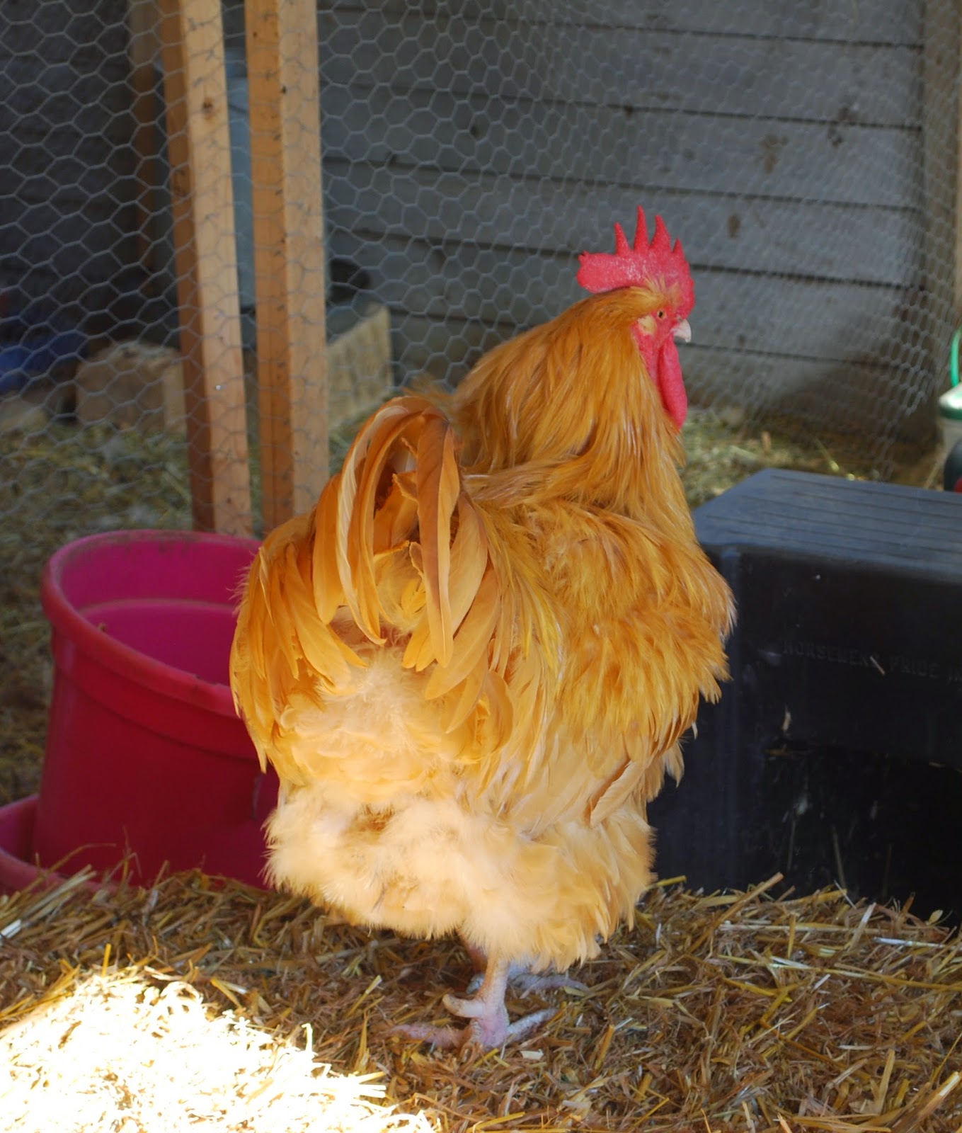 Ferme du Sault: Coq Orpington, 4ans