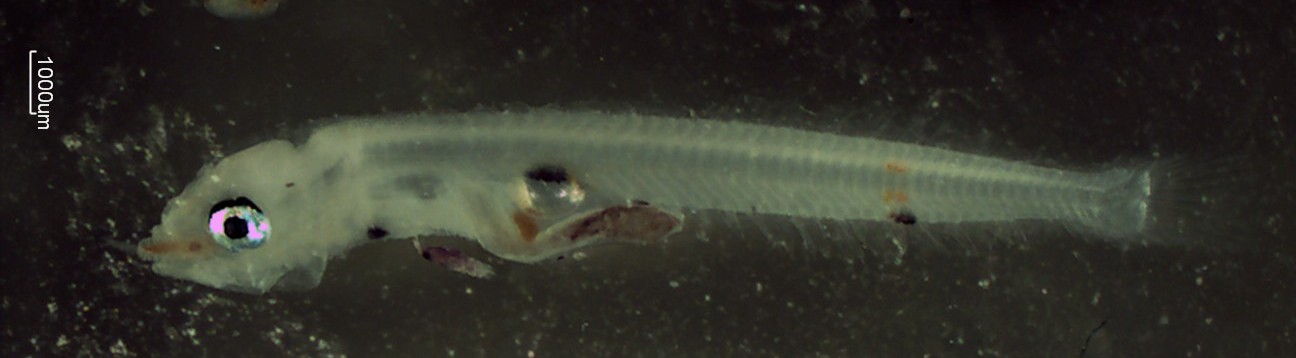 Ictioplancton en Chile: Segundo muestreo costero en bahía El Quisco