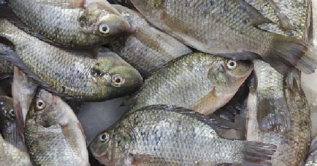 Hama Dan Penyakit Ikan Nila Serta Cara Mengobatinya Secara Alami - cara ...