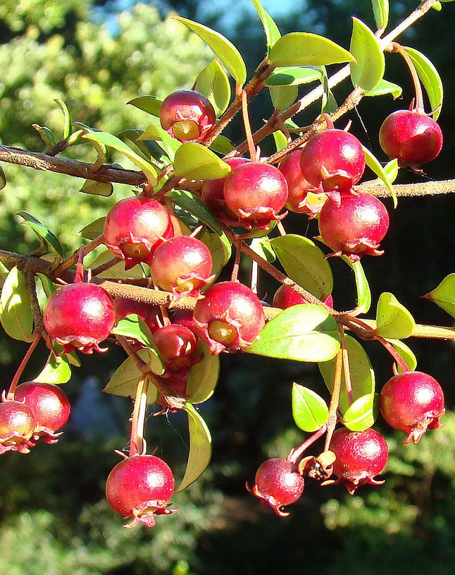 The Multicolored Diary: U is for Ugni Berries and Ulmo Trees (A to Z ...