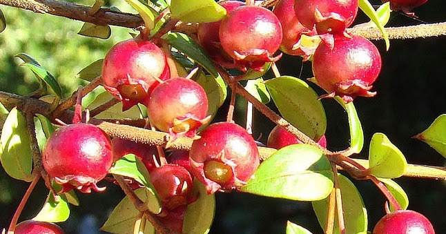 The Multicolored Diary: U is for Ugni Berries and Ulmo Trees (A to Z ...