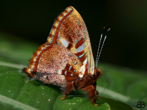Butterfly photography: Know the behavior: Riodinidae (metalmarks)