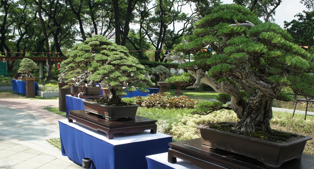 OUR PHILIPPINE TREES: Star of the Show