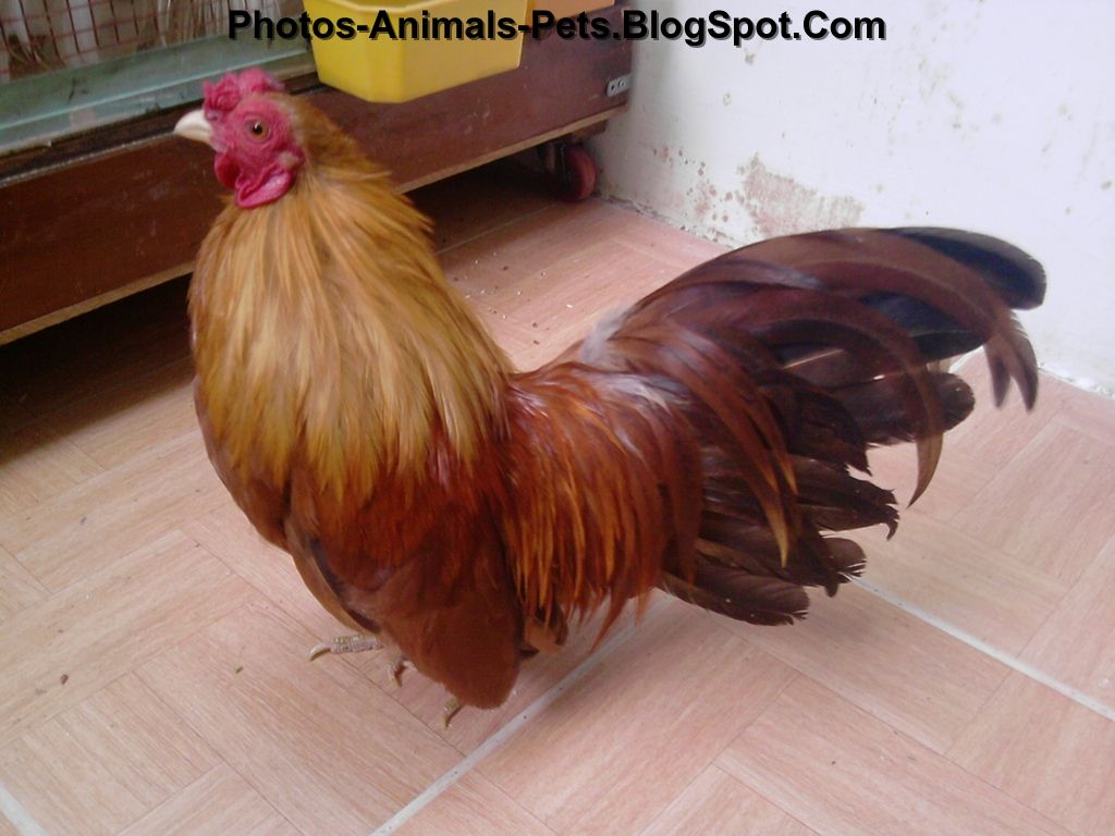 Dangerous of Wild Animals: Image chicken