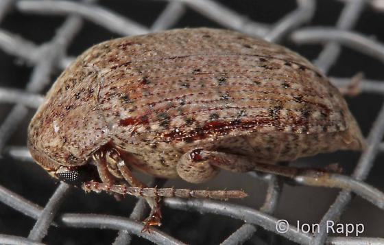Springfield Plateau: Bean Weevils