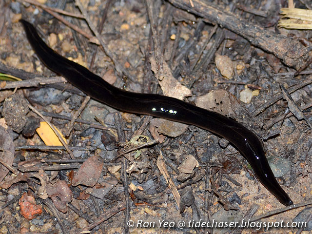tHE tiDE cHAsER: Flatworms (Phylum Platyhelminthes) of Singapore