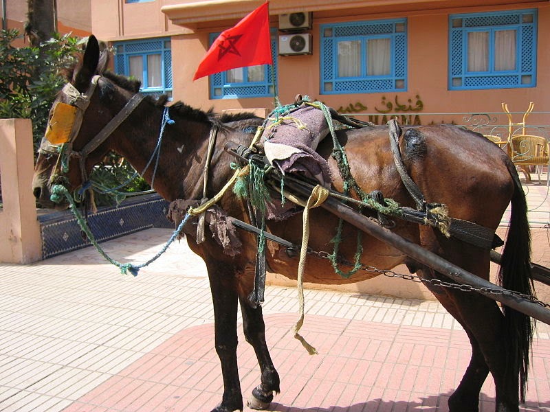 Operation Opera: A cavalierly rustic post that ain't clowning around