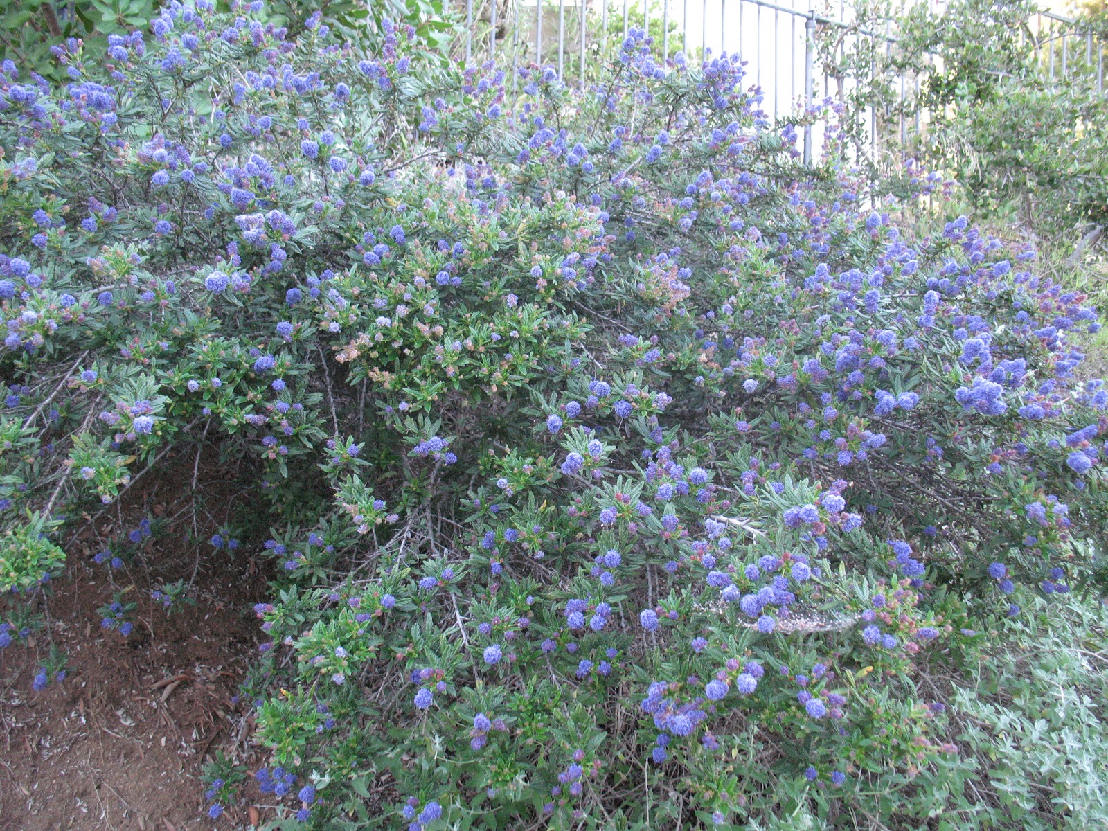 California Native Plants...San Diego Style!!: Ceanothus photos: any ...