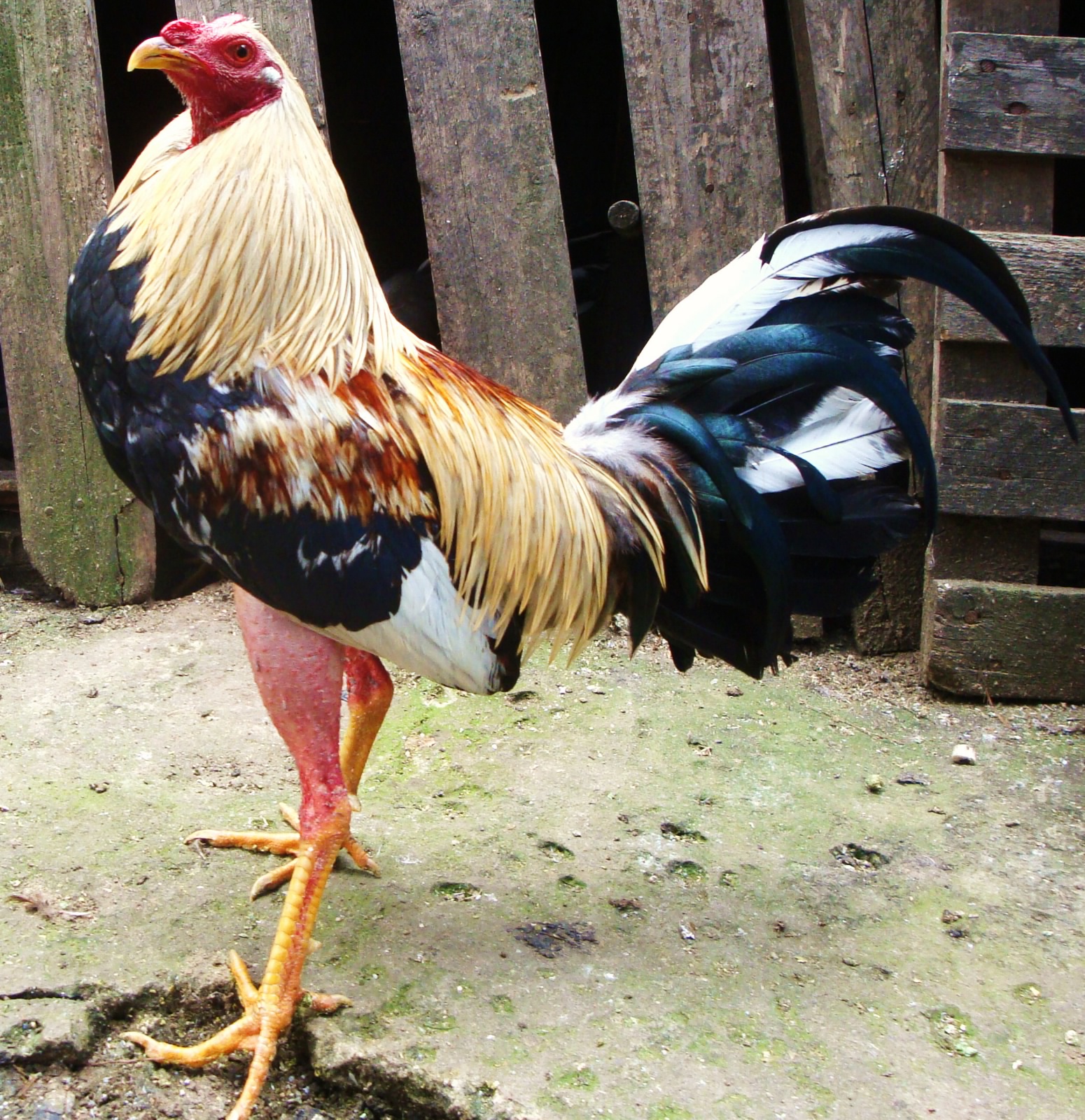 Gallos finos de pelea criadero los zorro
