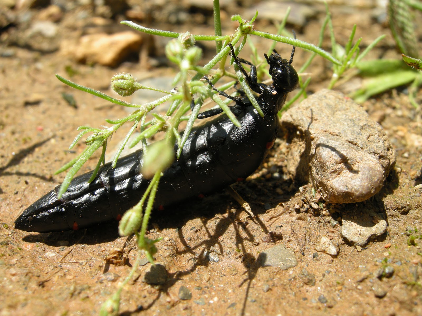 FAUNARIUM: Curica o aceitera