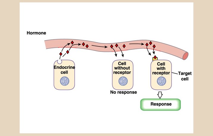 Hormon : Pengertian, Fungsi, Pembentukan, Macam Jenis | Markas Belajar