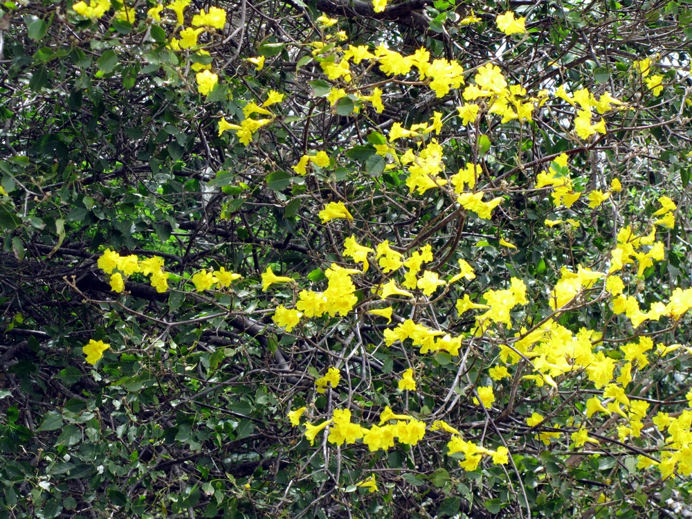 Hiking Curaçao - Flora and Fauna: Kibra Hacha tree blooming
