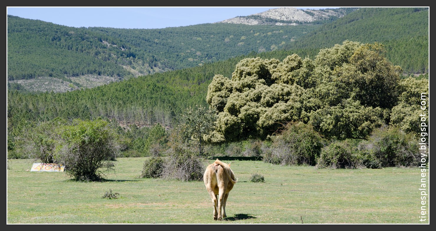 Ruta Cascada de los Aljibes: Roblelacasa - Cascadas - Matallana ...