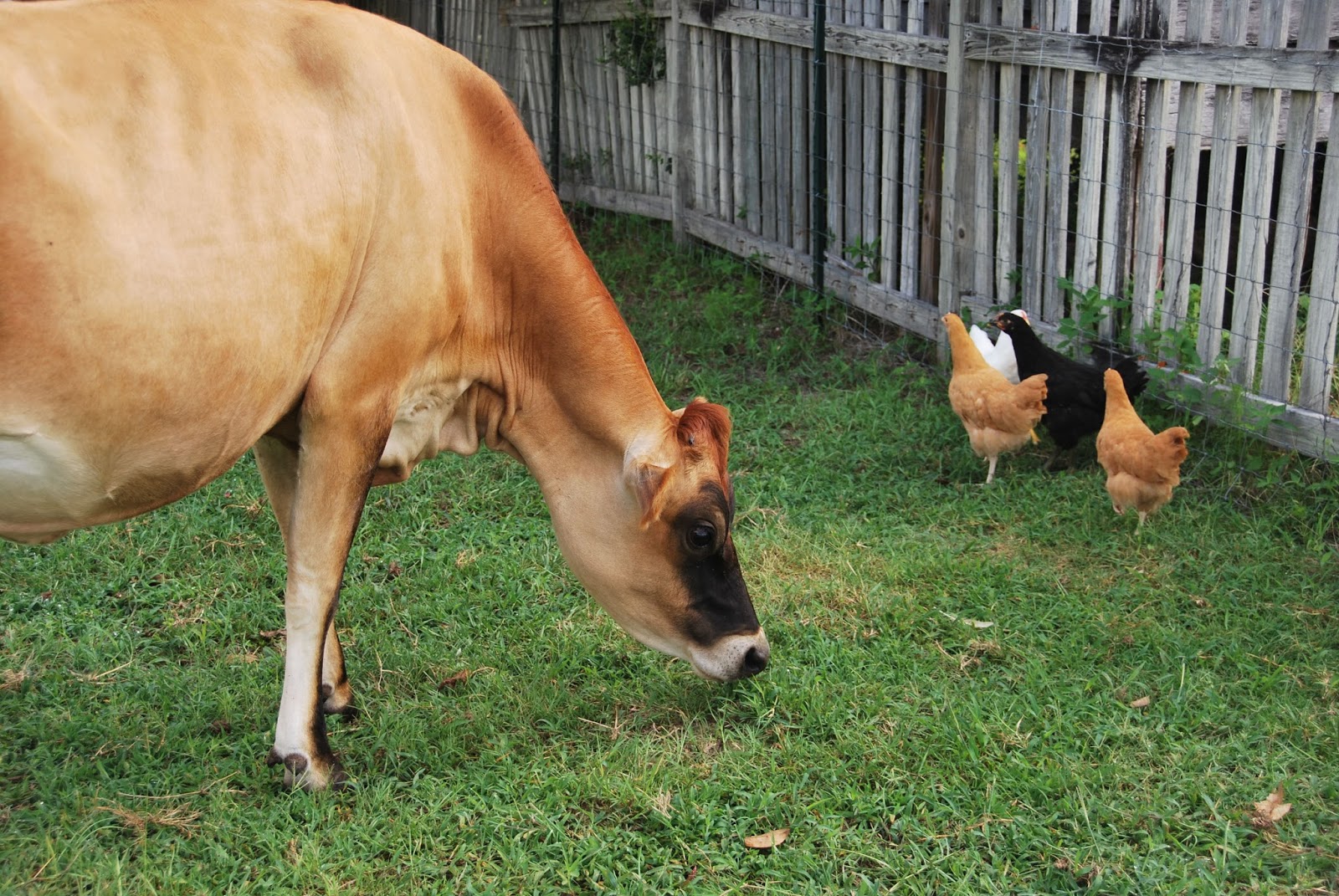 Following Where He Leads...: Cows and Chickens