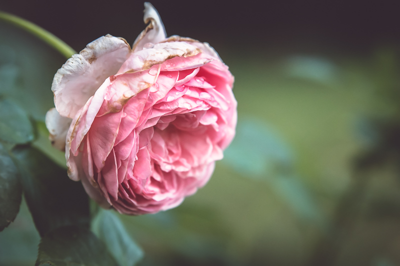 FocusingOnLife: Becoming a Rose Person