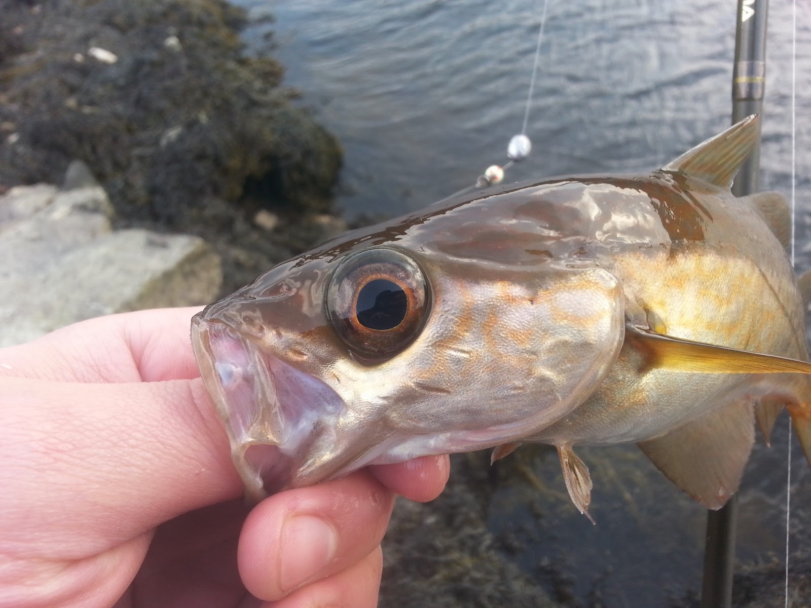 Luremaniac!: Quick fun with pollock and coalfish.