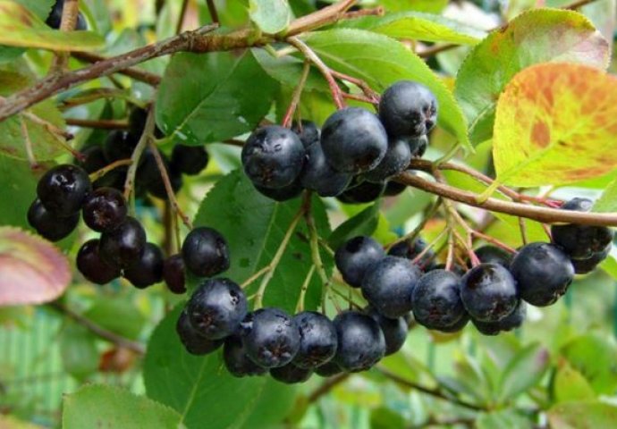 NAJZDRAVIJA BILJKA NA SVIJETU: Možete je uzgajati u svom dvorištu, a ...