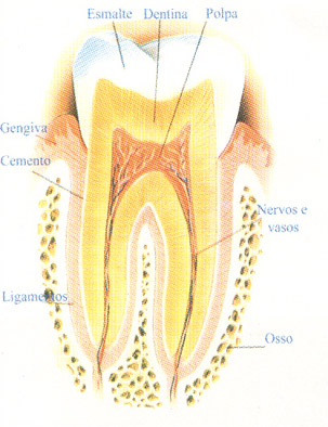 Odontologia em foco: COMPOSIÇAO DO DENTE