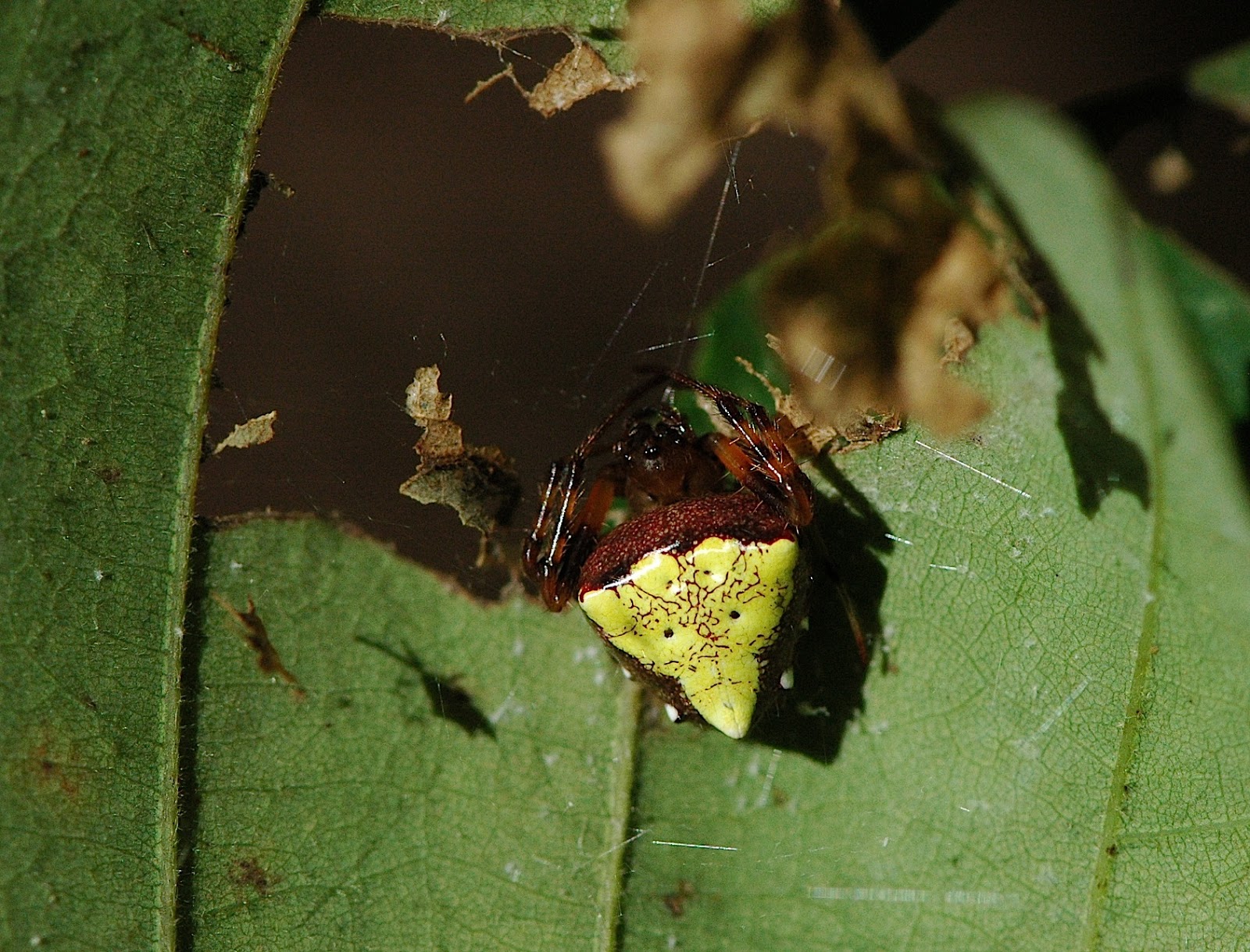 Field Biology in Southeastern Ohio: Ohio Spiders