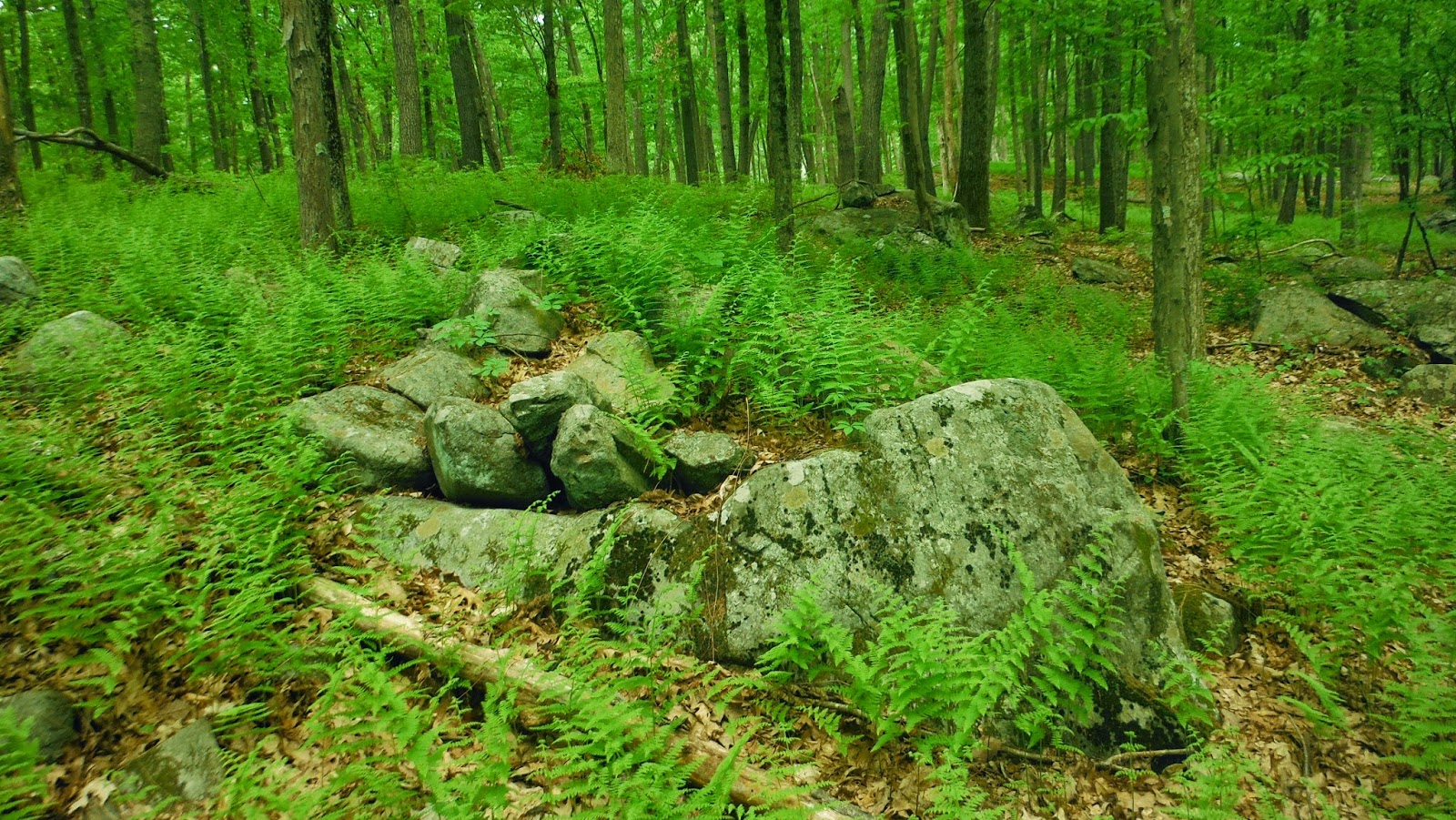 Rock Piles: Half Tide in a Sea of Ferns