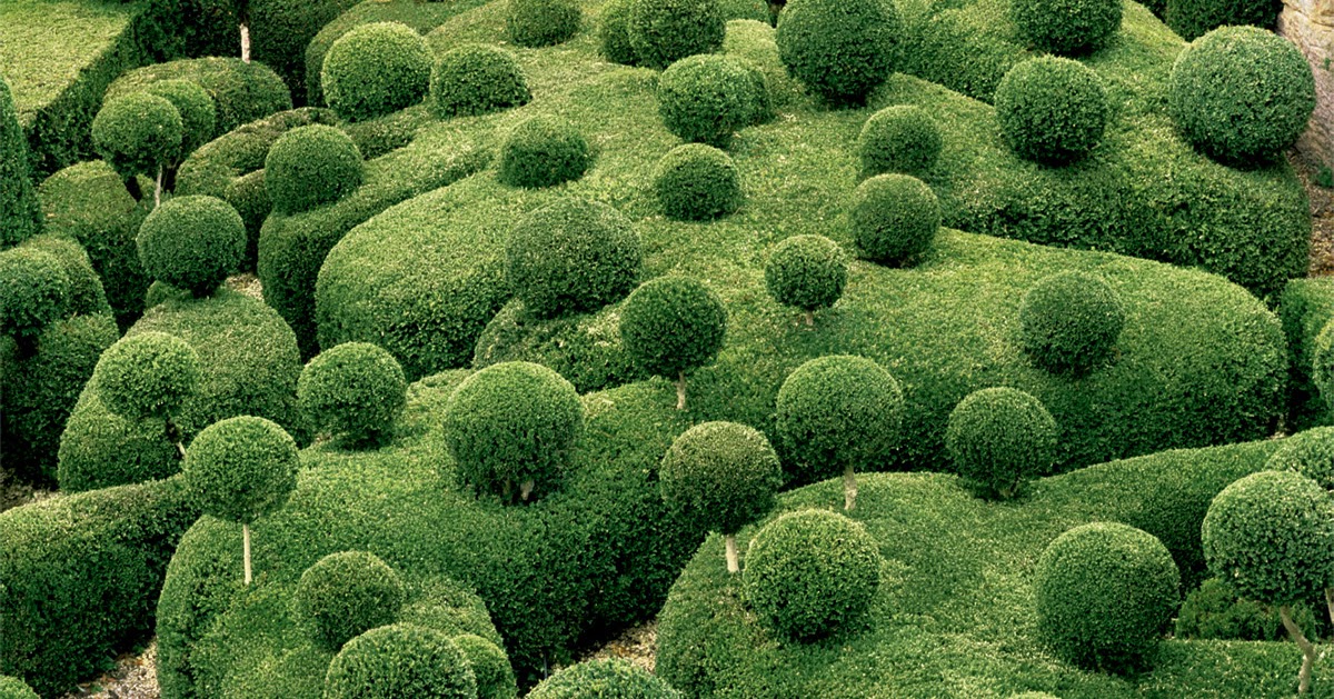 Surreal Topiary