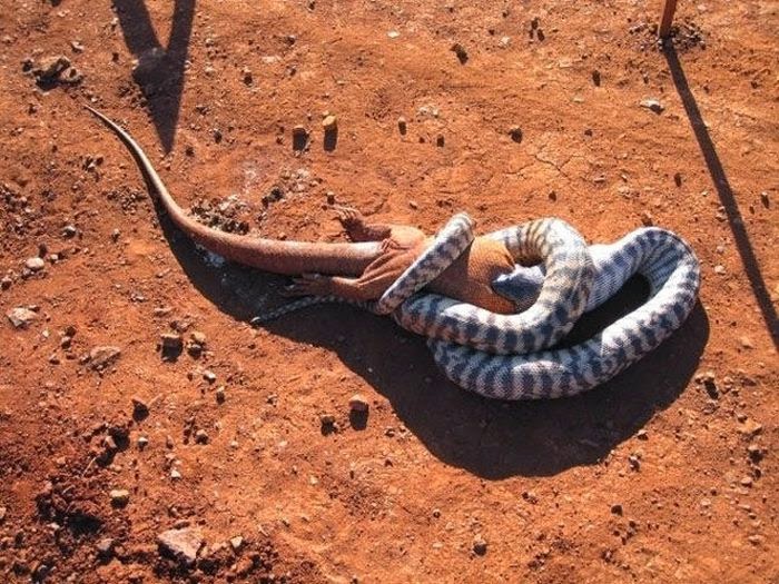 Scary Creatures Living in Australia ~ epix