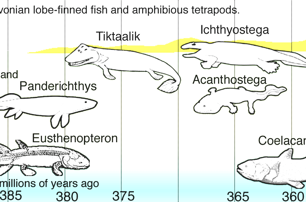 Tetrapod - First Fish To Walk On Land