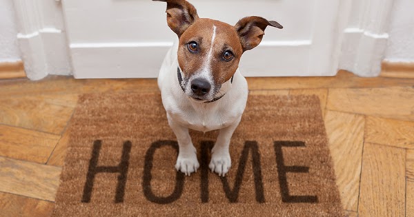 Animal Home: CONOCE UN POCO MAS A TU MASCOTA