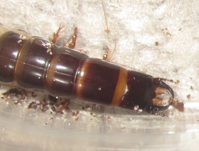 Invertebrate Dude: Pasimachus L3 Larva & My Current Pyrophorus Larvae Setup