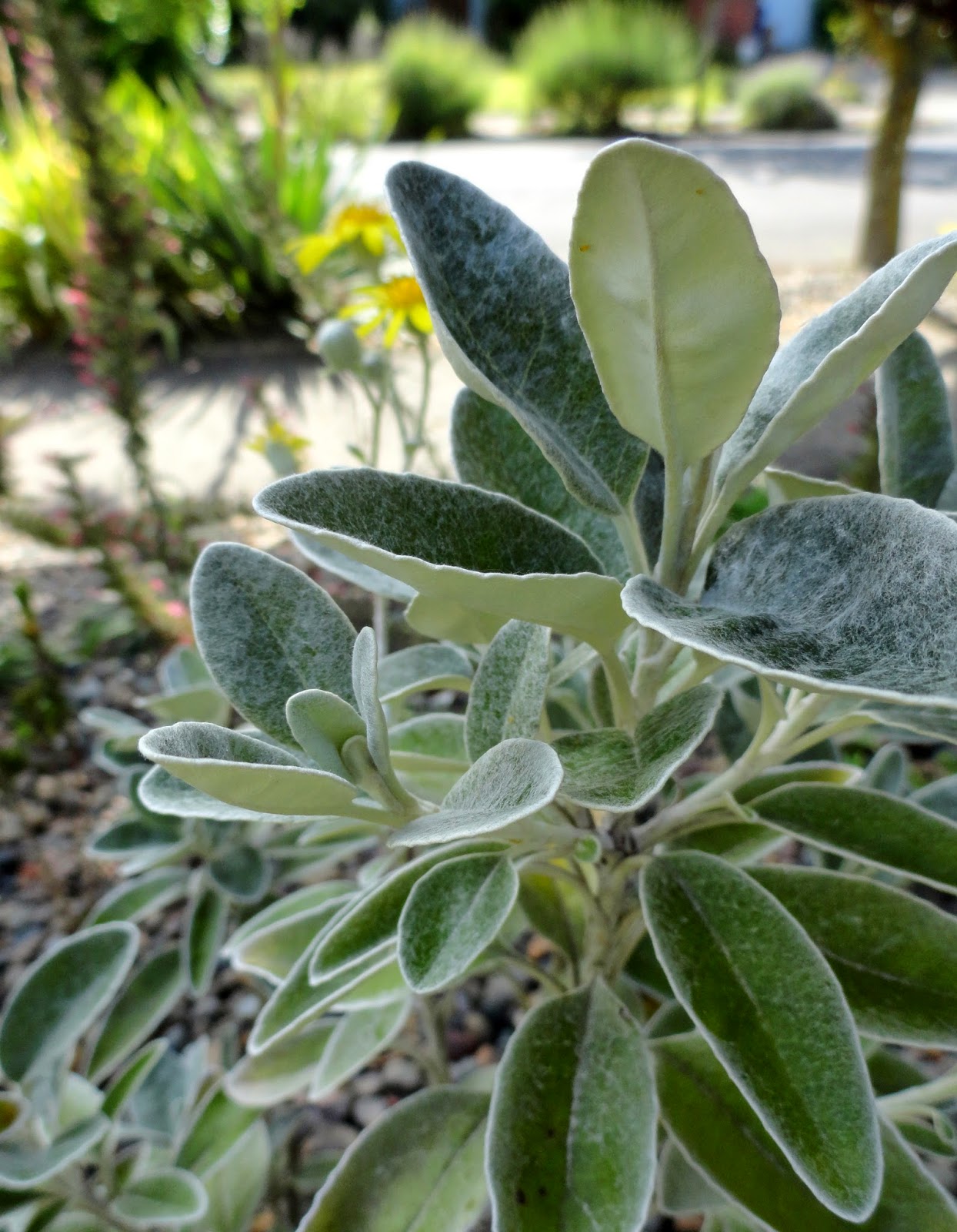 danger garden: Brachyglottis greyi is my favorite plant in the garden ...