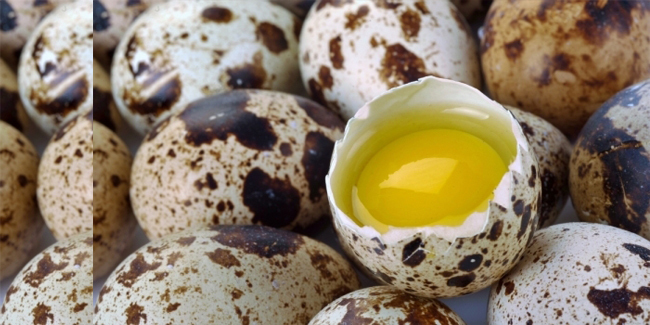 Pengertian Telur lengkap beserta Jenis, cara memilih, manfaat dan ...