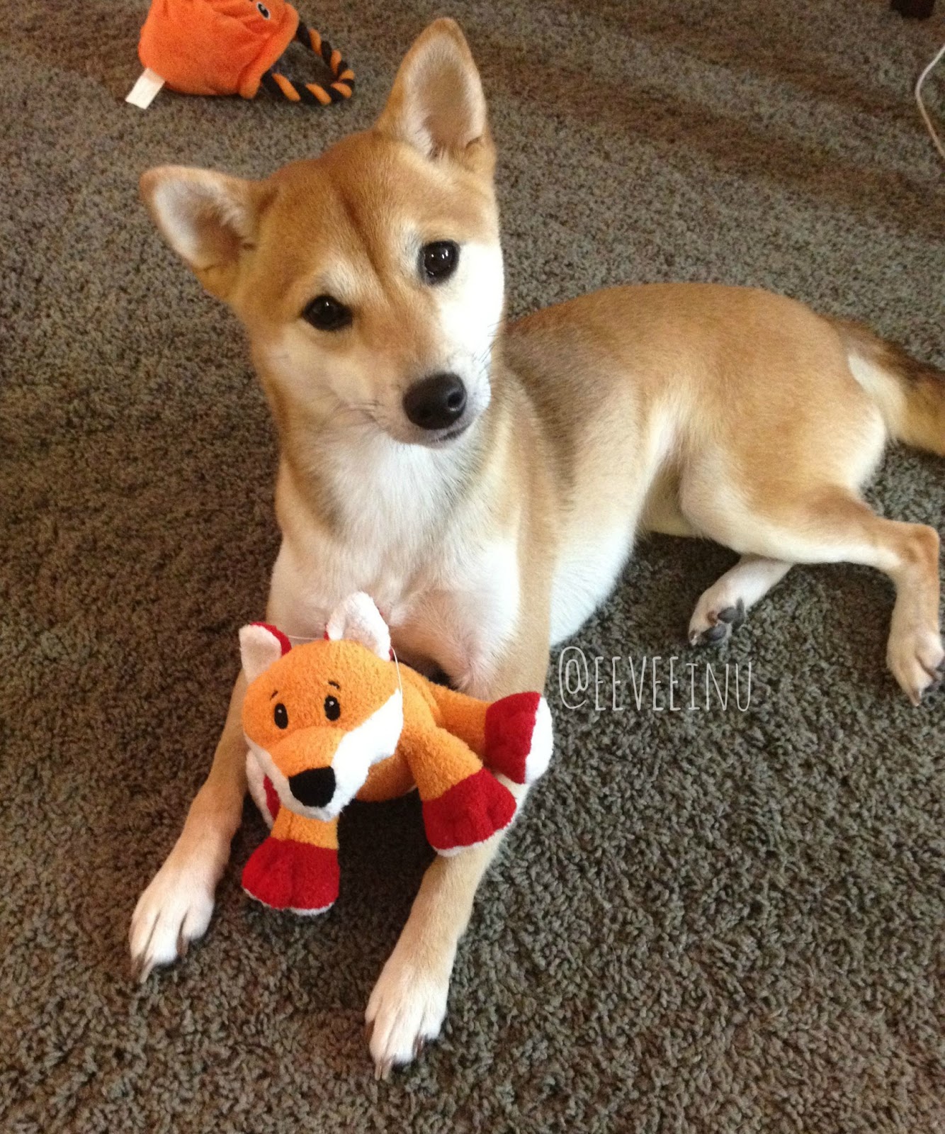 EEVEE inu - Your Daily Dose of Shiba : A Foxy Friend. Does this look ...