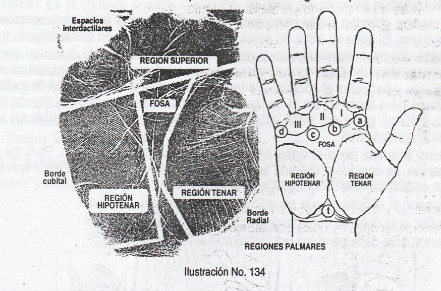 PELMATOSCOPIA Y QUIROSCOPIA