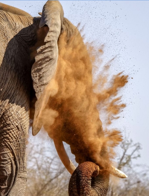 White Wolf : Clumsy elephant ends up with a face full of sand during ...