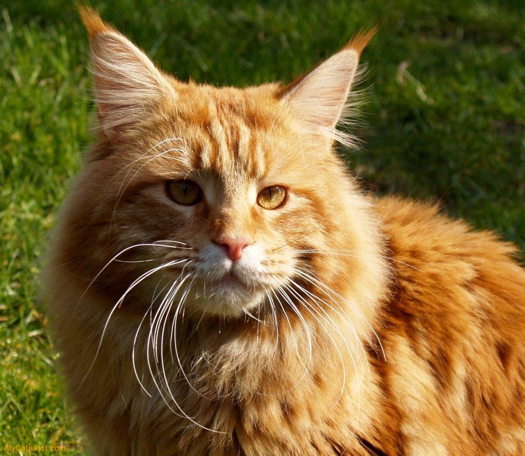 Cat Breeds Images and Information